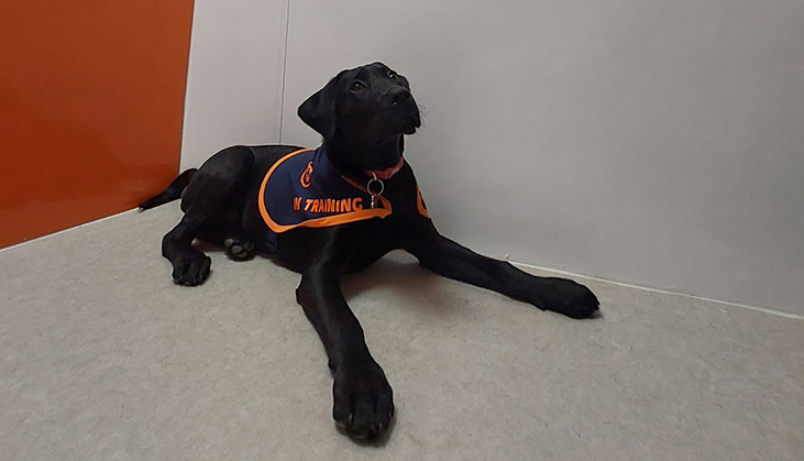 Dogs for Autism testing hand dryers - Handy Dryers